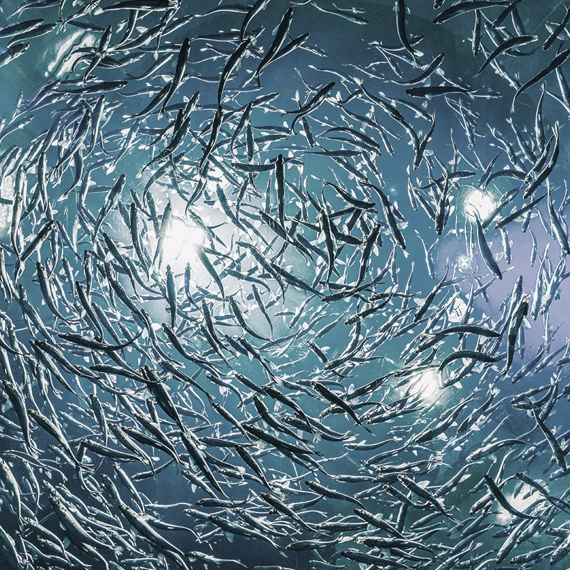 Land based fish farming - Creating a good environment - Bernoulli